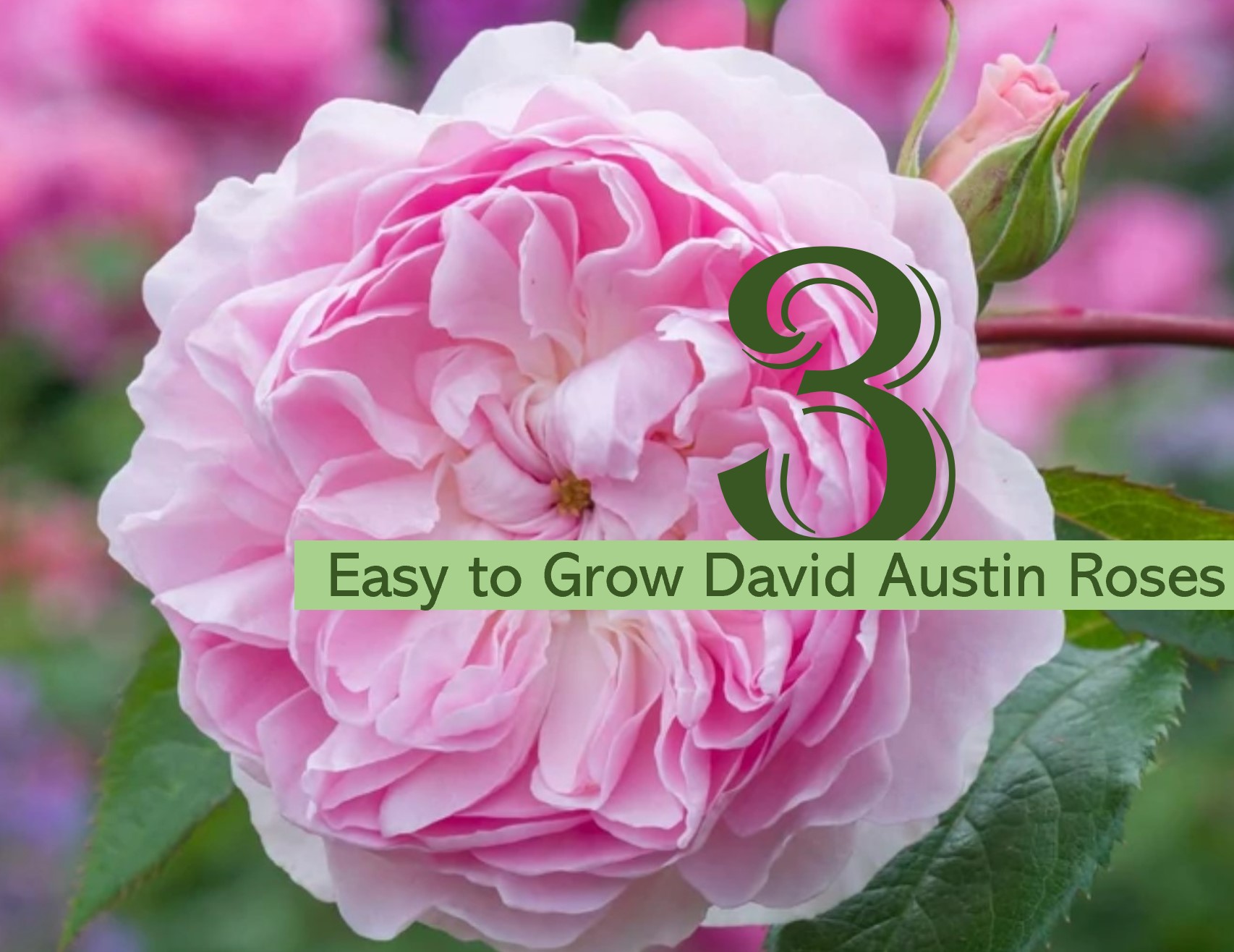 David Austin Roses: Plan NOW for a Gorgeous Spring Garden - Susan Said ...